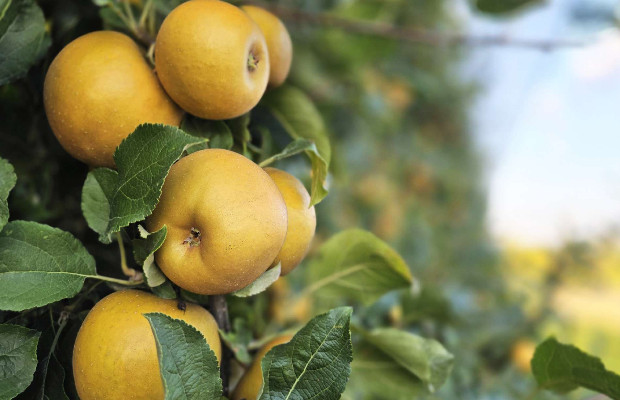 9Colonne | A BERLINO IN VETRINA NUOVA MELA MADE IN ITALY